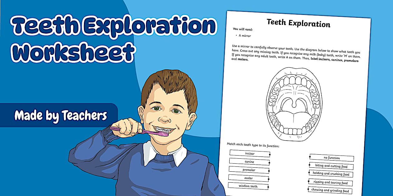 Teeth Exploration Worksheet