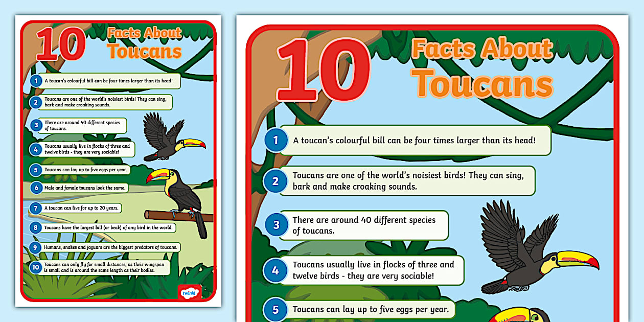 10 Facts about Toucans Display Poster (teacher made)