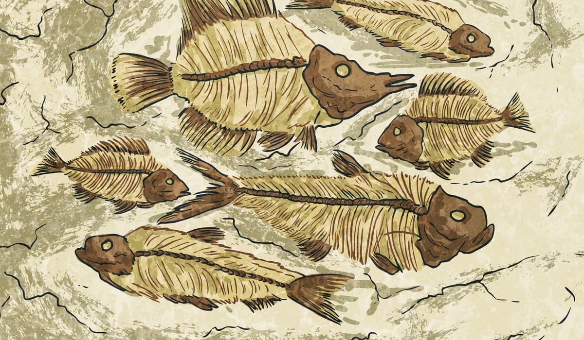 Fossil Findings - Twinkl NewsRoom - Twinkl