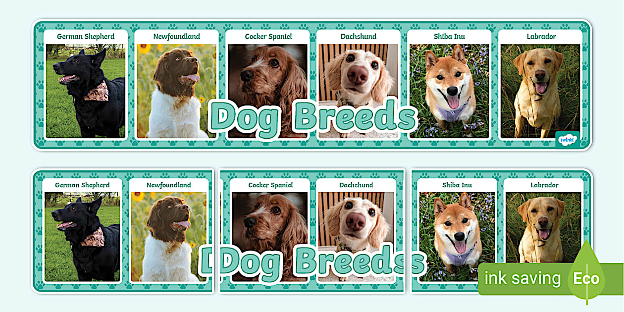 Dog Breeds Photo Display Banner (Teacher-Made) - Twinkl