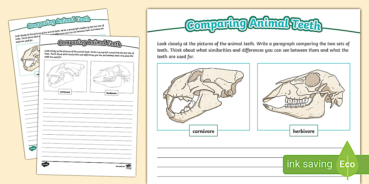 Comparing Animal Teeth Worksheet (teacher made) - Twinkl