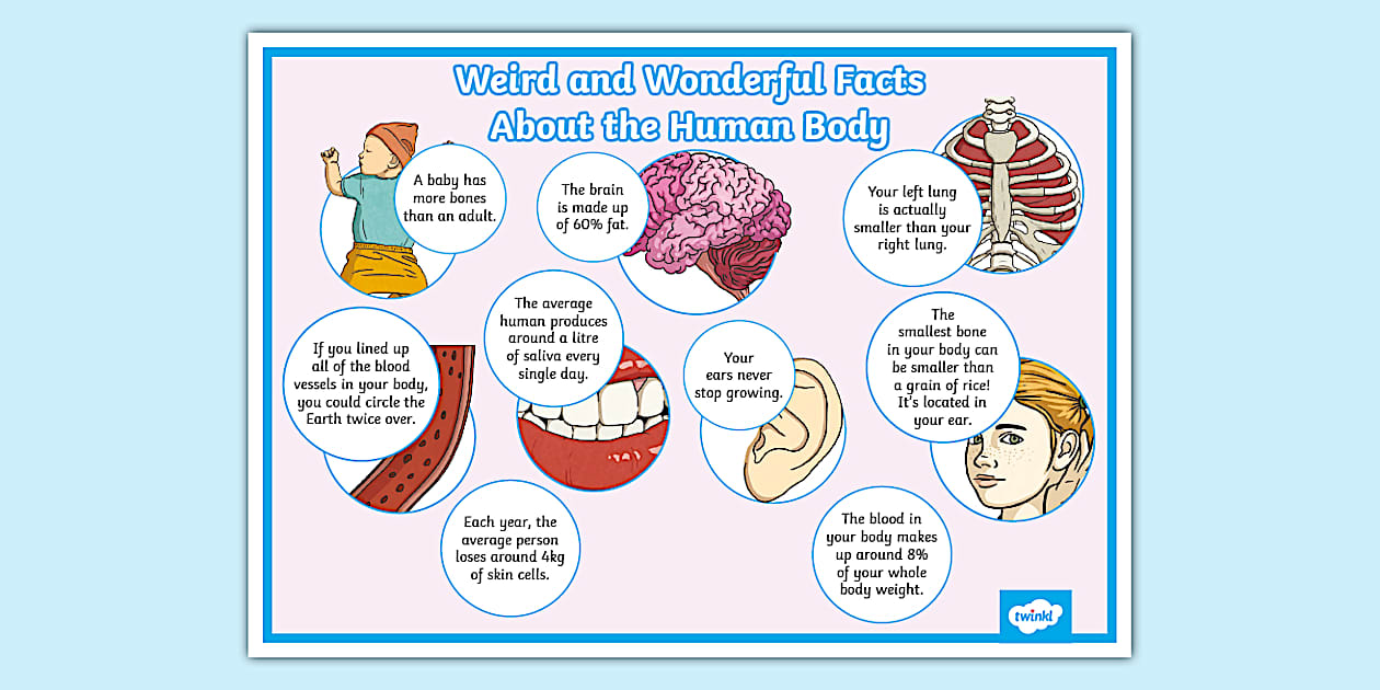 Weird and Wonderful Facts About the Human Body Poster