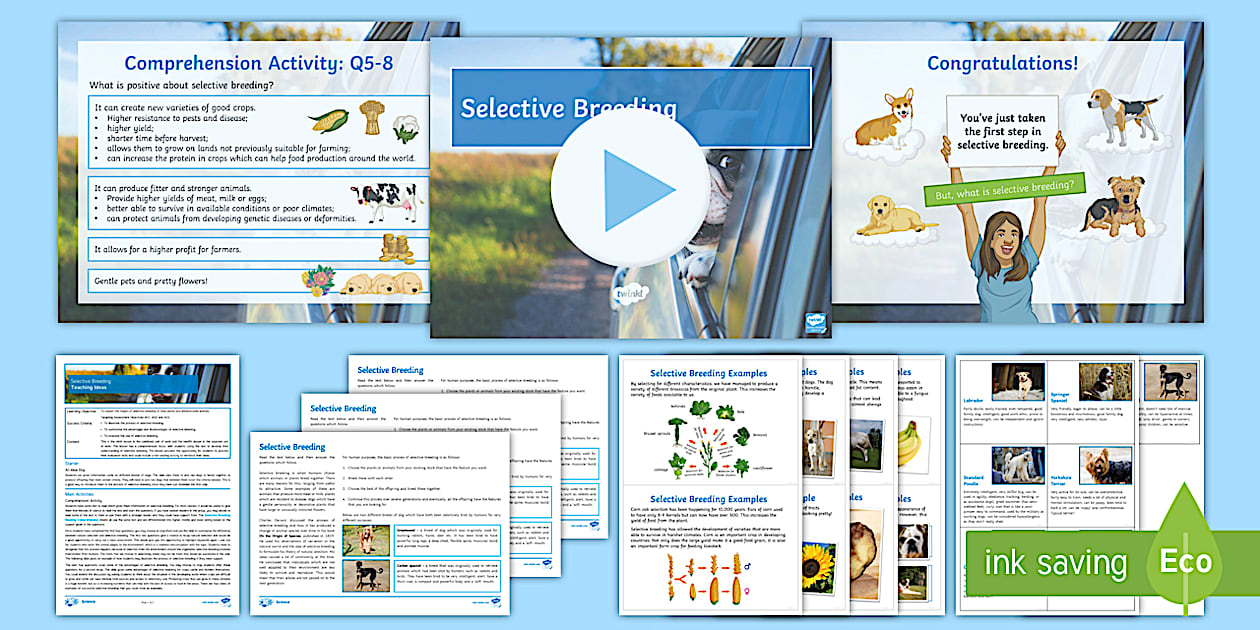 AQA Inheritance, Variation and Evolution Lesson 12: Selective Breeding