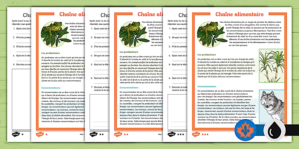 Food Chain Differentiated Reading Comprehension French