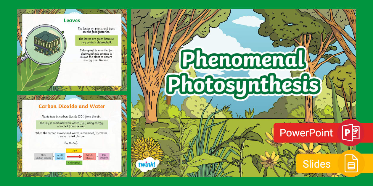 Phenomenal Photosynthesis PowerPoint | Grades 3-5 | Twinkl