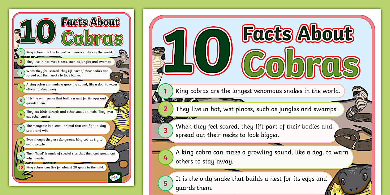 10 Facts About Cobras Display Poster