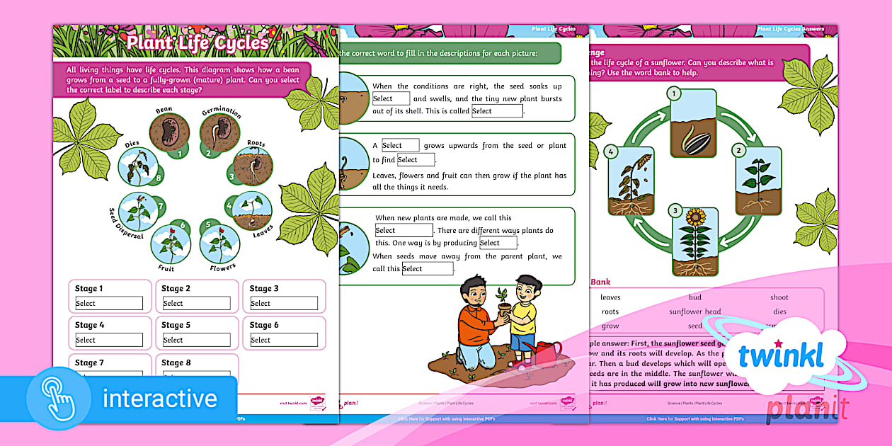 Interactive PDF: Home Learning: Science: Year 2: Plant Life Cycle