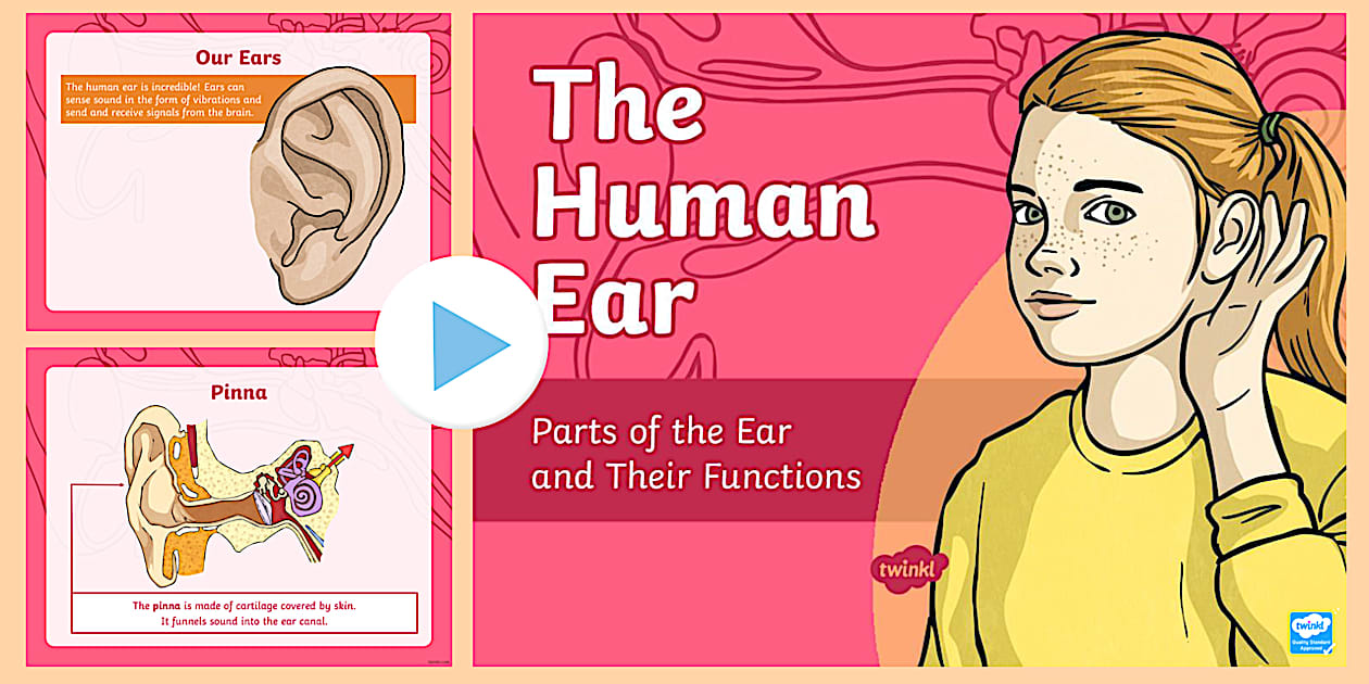 Parts of the Ear PowerPoint - Twinkl