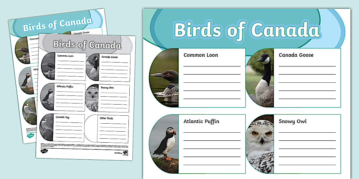 Birds of Canada Fact File Template | Birds Activity Sheets