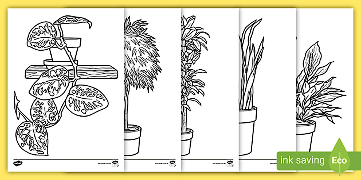Indoor Plants Colouring Pages (professor feito) - Twinkl