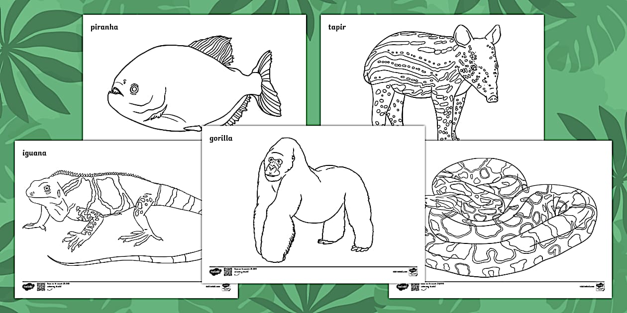 Colouring Pages of Tropical Animals for Kids (teacher made)