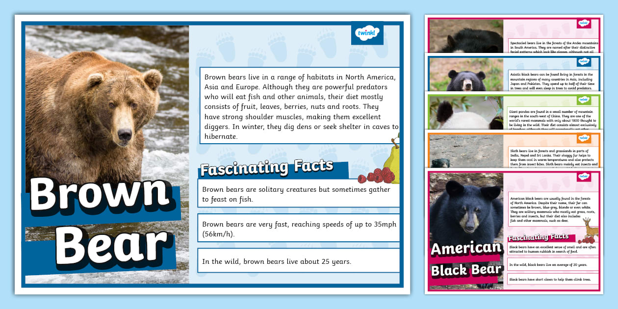 Bear Species Posters - Twinkl - KS2 (teacher made) - Twinkl