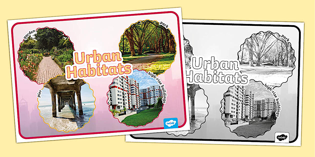 Urban Habitats Photo Display Poster (professor feito)
