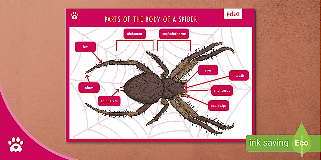 Parts of the Body of a Spider - Spider Anatomy Poster - Pets