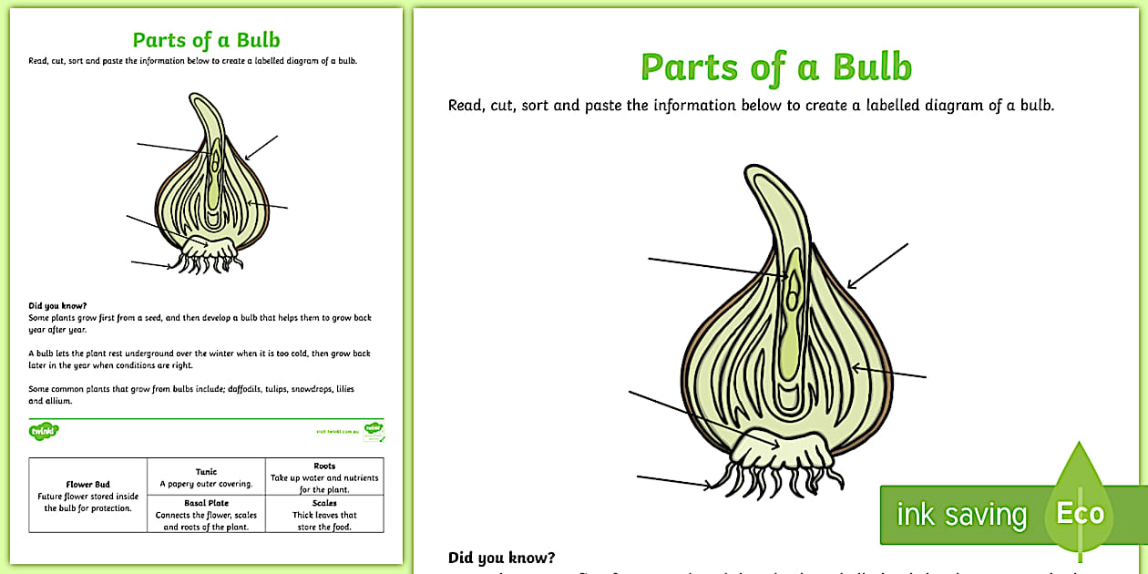 Parts of a Bulb Worksheet