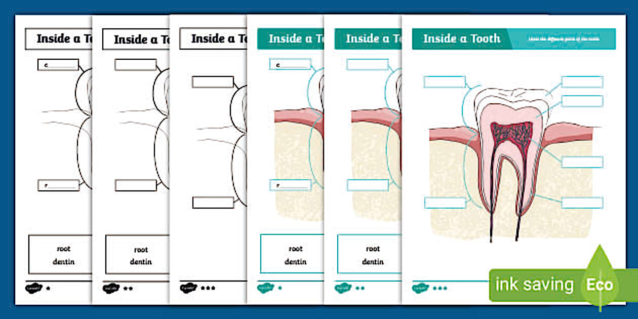 Inside a Tooth Labeling Worksheet for 3rd-5th Grade - Twinkl