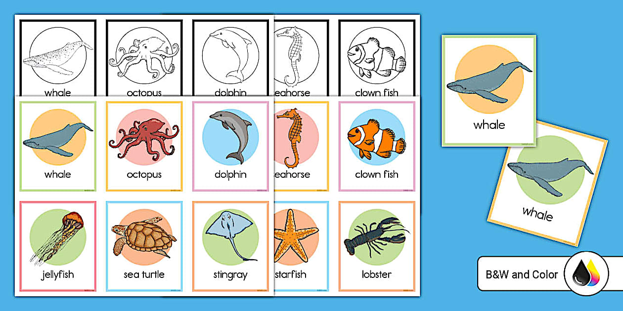 Ocean Animal Matching Game | Pre-Kindergarten | Twinkl USA