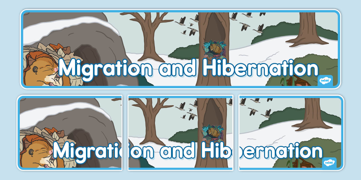 Migration and Hibernation Display Banner (Teacher-Made)