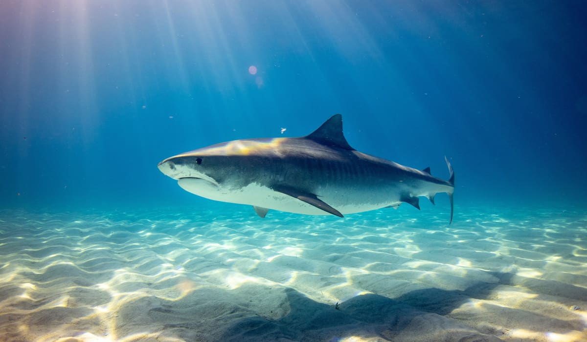 Sharks Take Turns - Twinkl NewsRoom - Twinkl