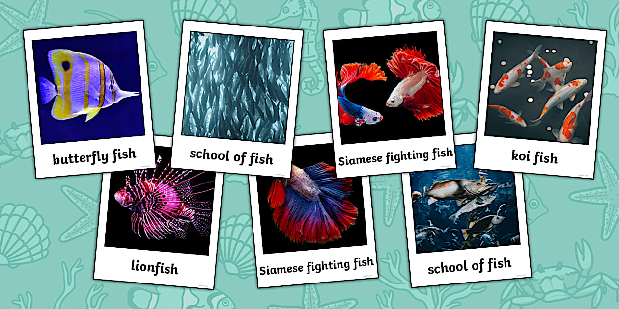 Fish Instant Photo Style Display Images (teacher made)