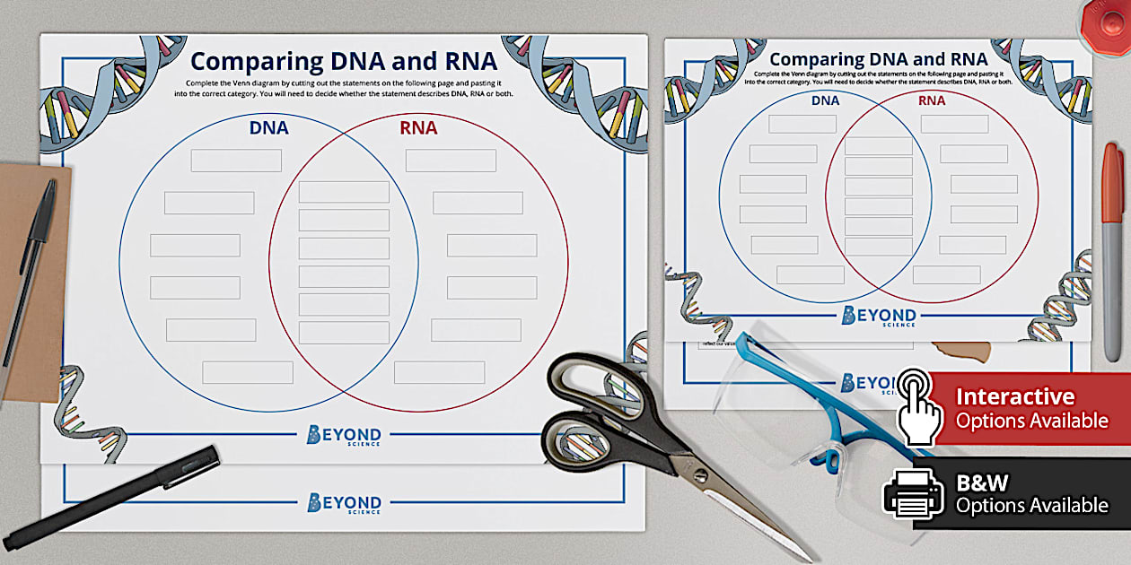 RNA and DNA Venn Diagram Activity (teacher made) - Twinkl