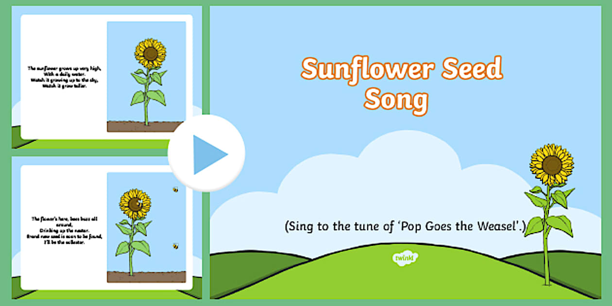 Sunflower Seed Song PowerPoint (teacher made) - Twinkl