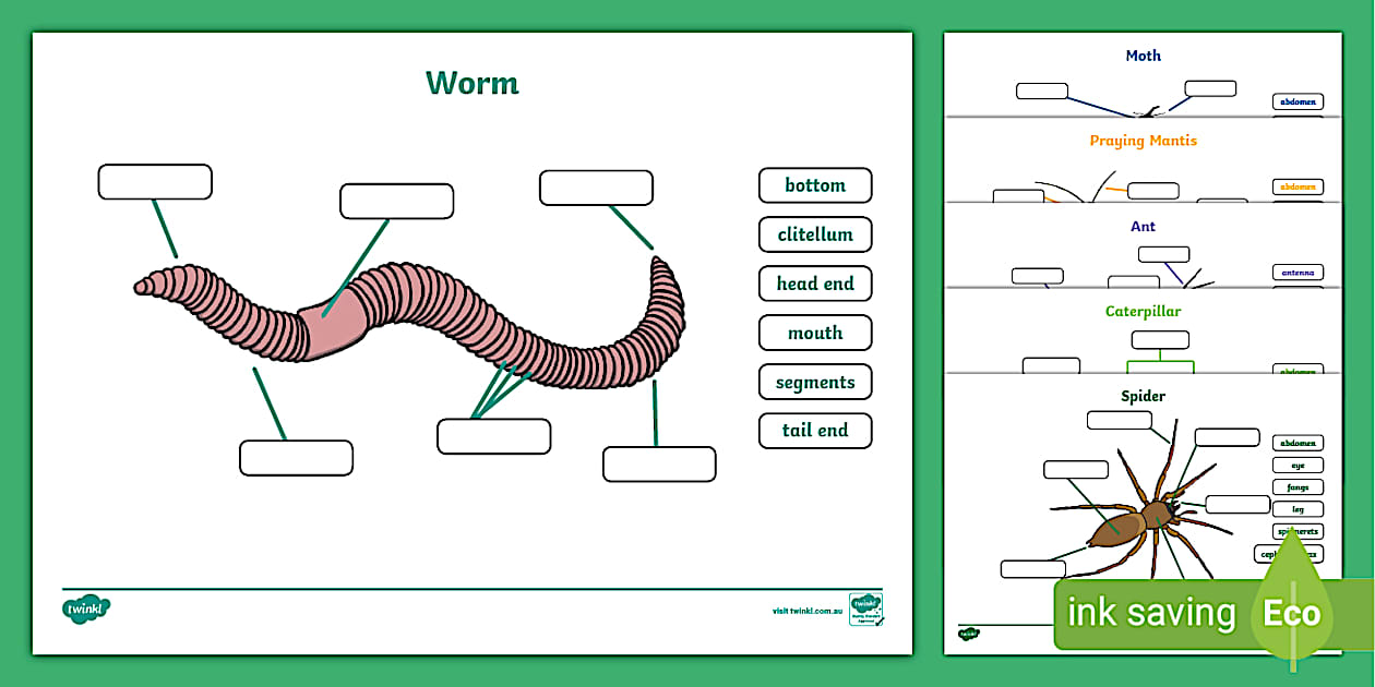 Parts of Bugs Worksheets - Year 1 Science - Twinkl