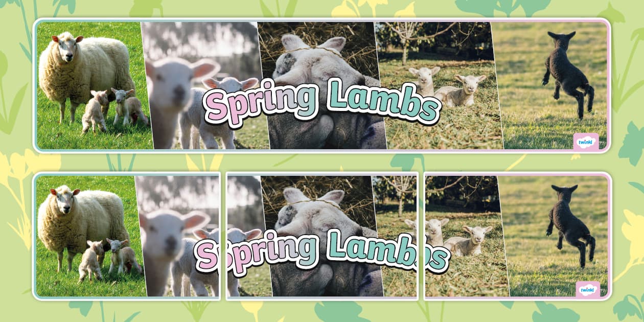 Spring Lambs Photo Display Banner (Teacher-Made) - Twinkl