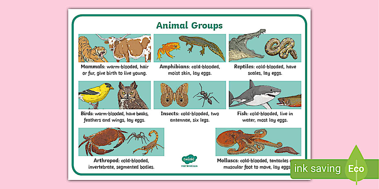 Editable Animal Groups Prompt Mat (teacher made) - Twinkl