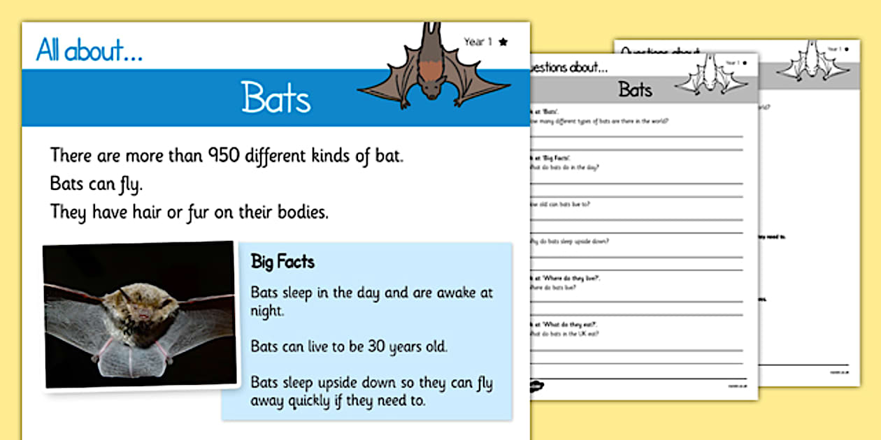 First Level Simple Bats Reading Comprehension - Twinkl