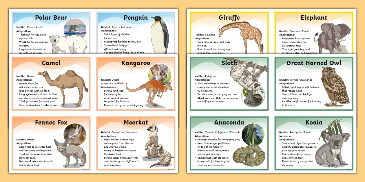 Animals and How they Adapt to their Environment Fact Cards