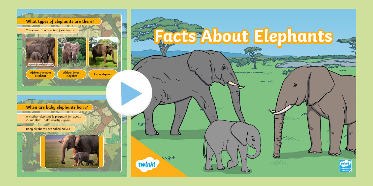 Facts About Elephants PowerPoint - Twinkl - KS1 - Twinkl