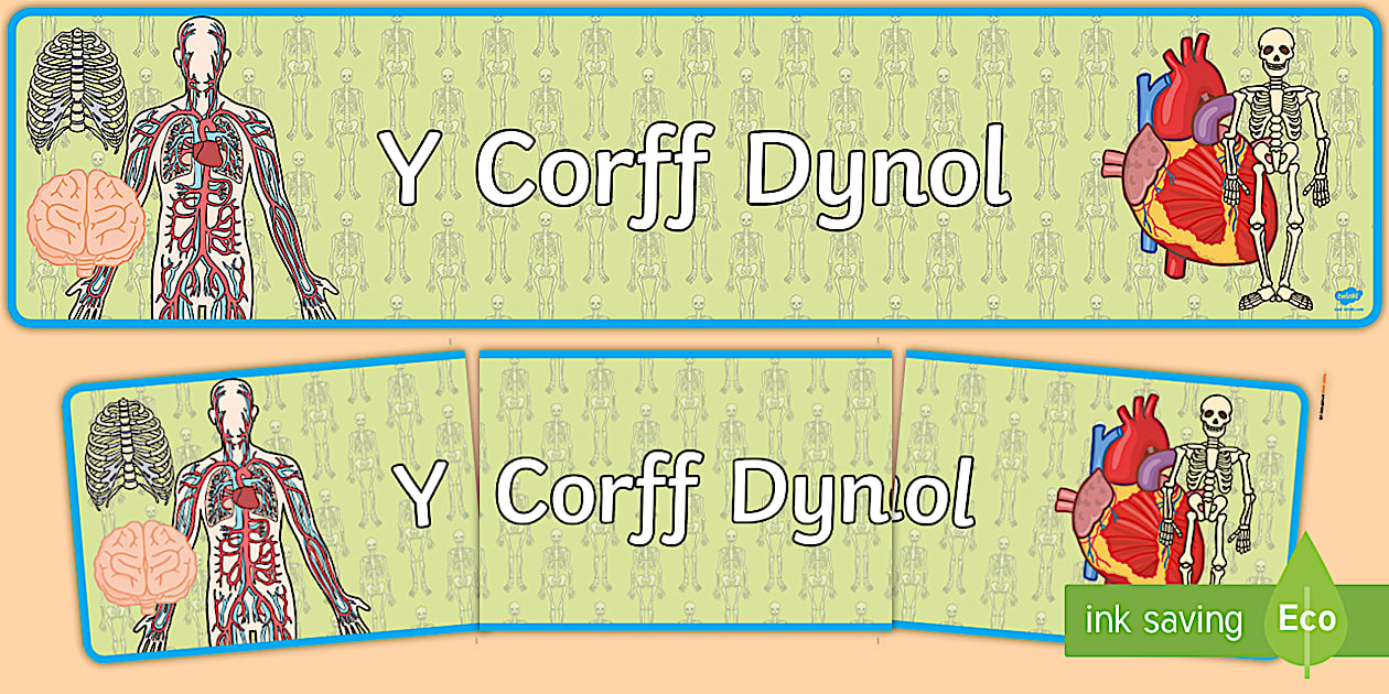 Baner Arddangosfa Y Corff Dynol (Teacher-Made) - Twinkl