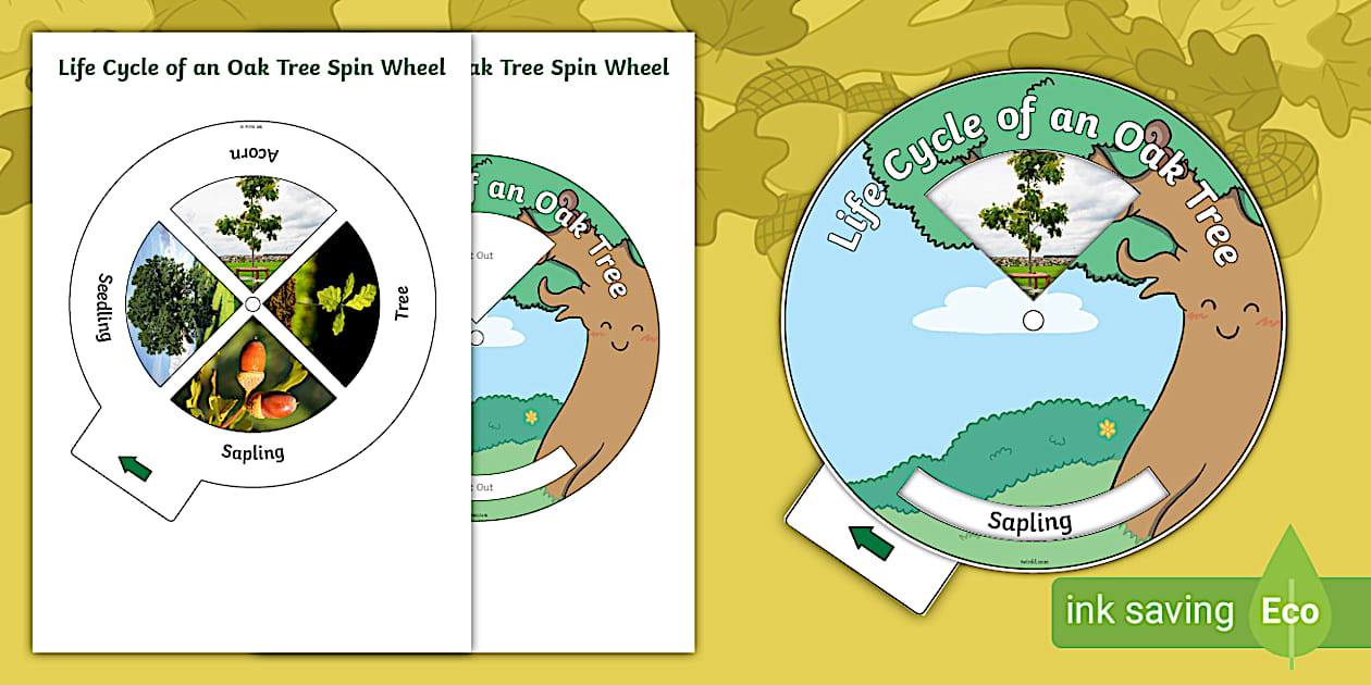 Life Cycle of an Oak Tree Spin Wheel Activity (teacher made)