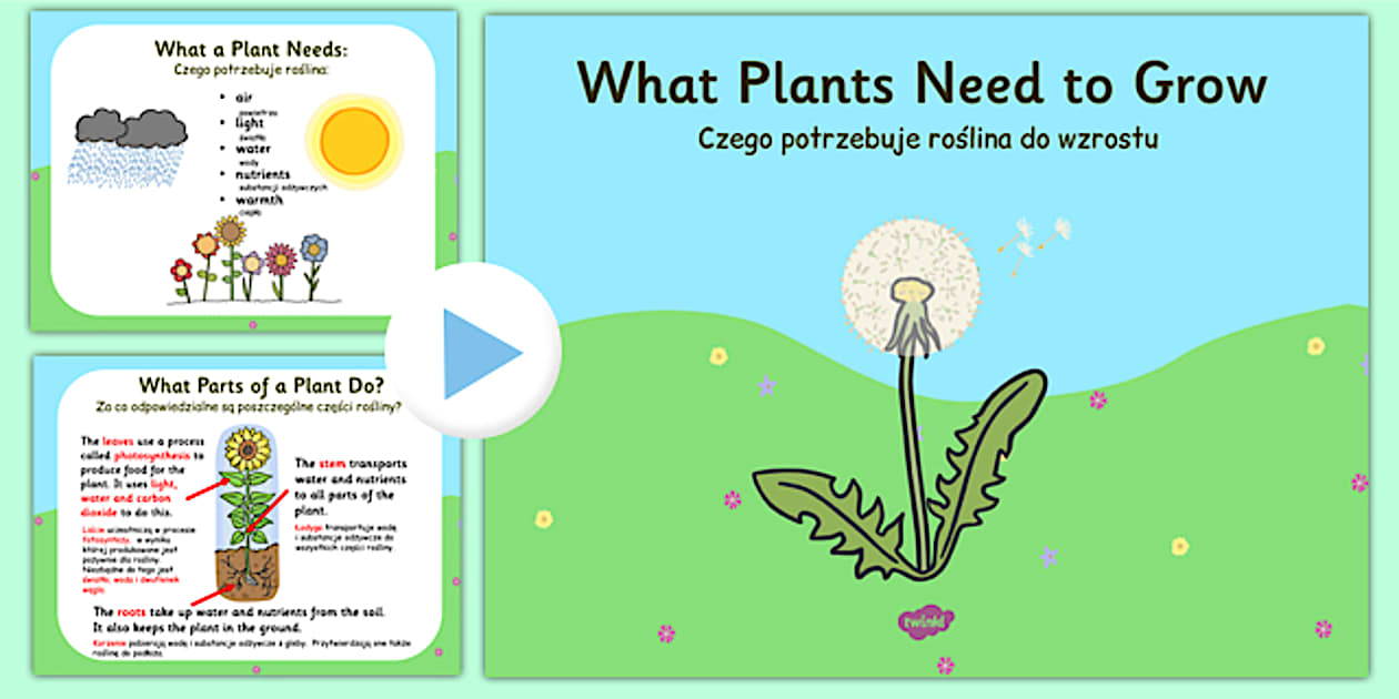 What Plants Need to Grow PowerPoint Polish Translation