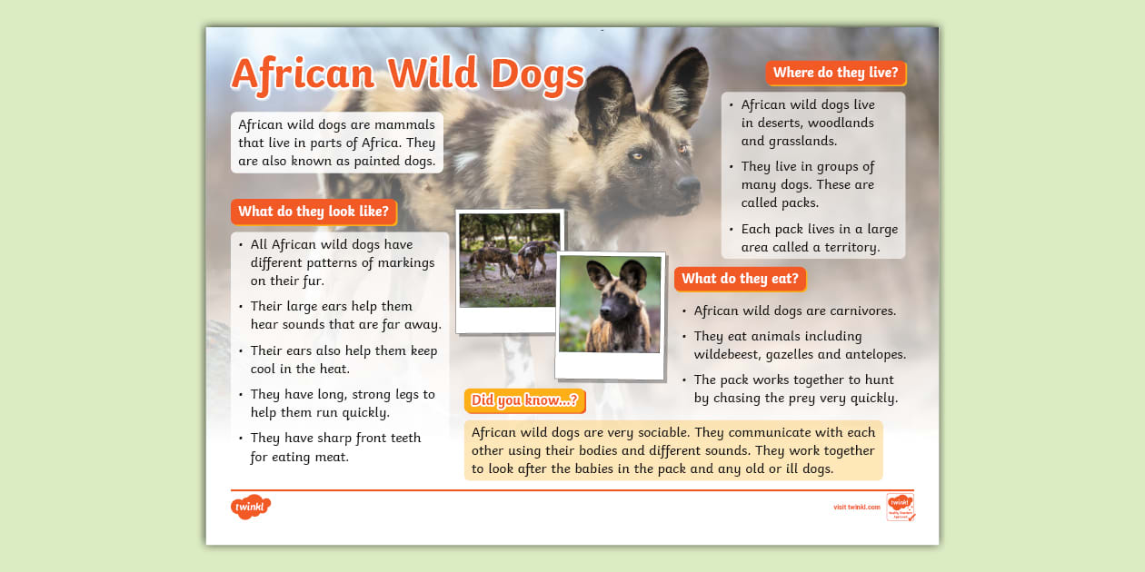 KS1 African Wild Dog Fact File (teacher made) - Twinkl