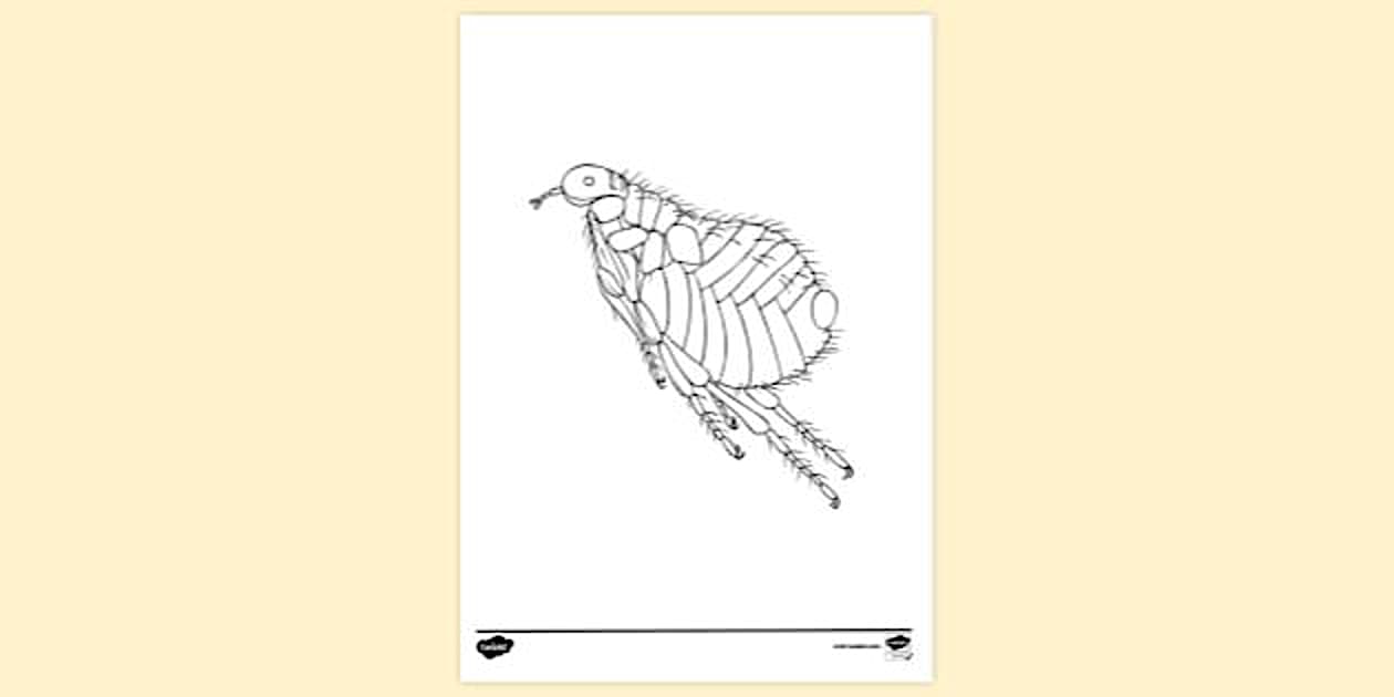 Flea Colouring Sheet | Colouring Pages (teacher made)