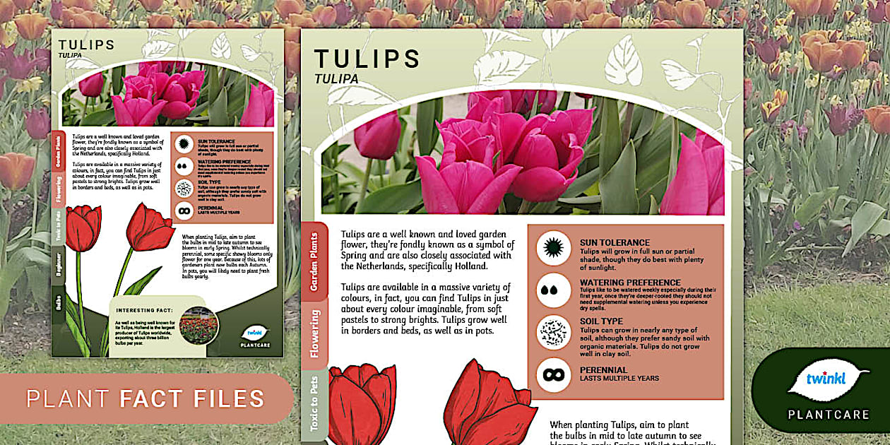 Garden Plant Fact File: Tulips, Spring Flowers, Plants
