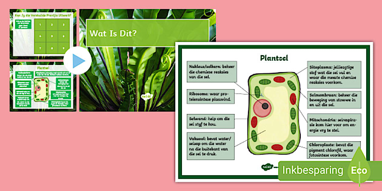 Plantsel Powerpoint met Plakkaat - Twinkl