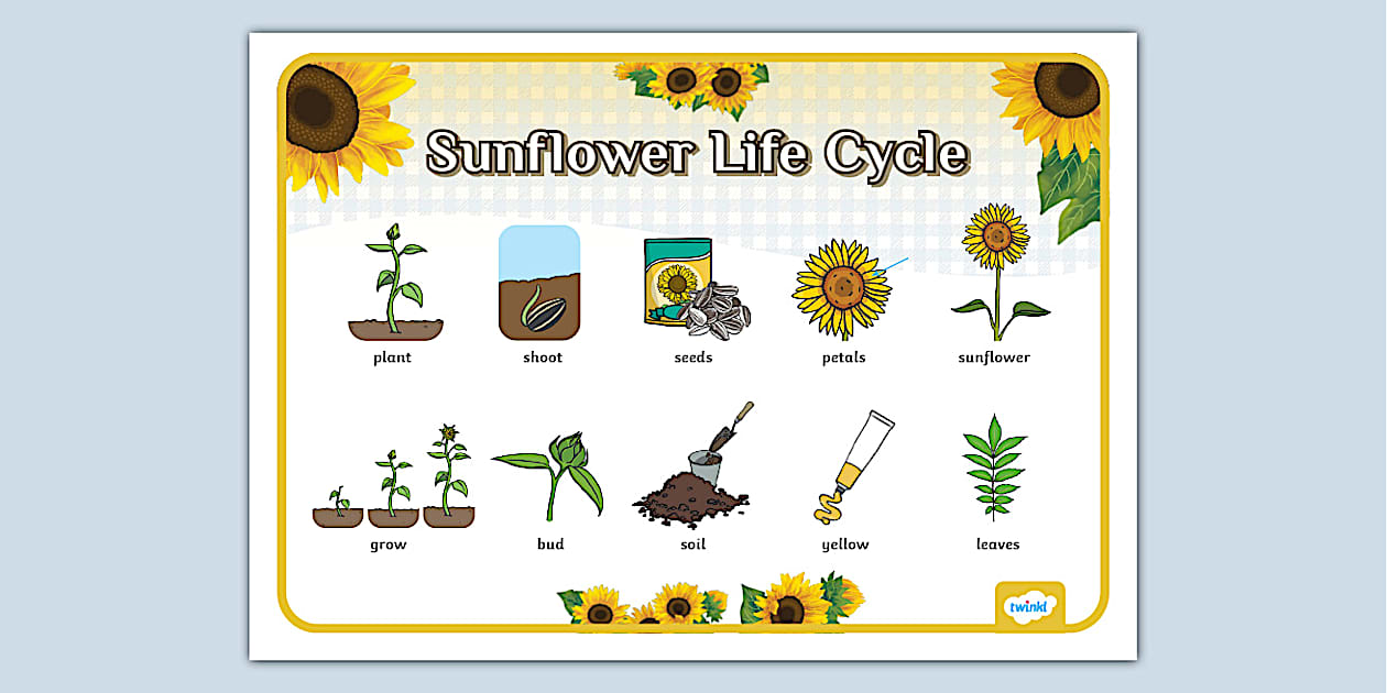 Sunflower-Themed Sunflower Life Cycle Word Mat - Twinkl