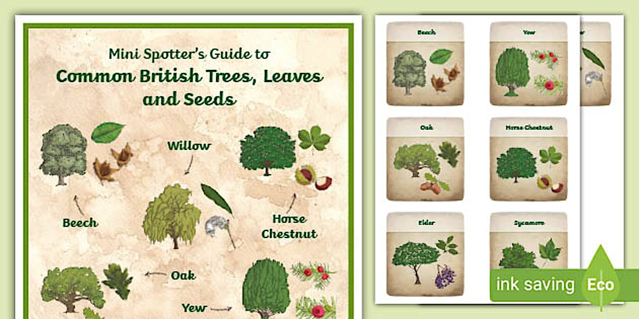 Black and White British Trees, Leaves and Seeds ID Guide