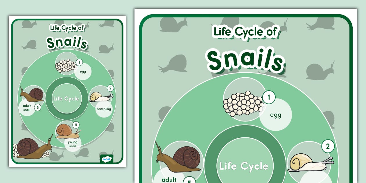 Snail Life Cycle Display Poster (professor feito) - Twinkl
