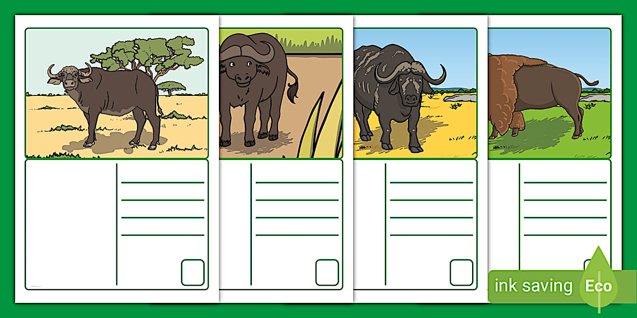 A Pack of Brilliant Buffalo Postcards | Twinkl | KS1