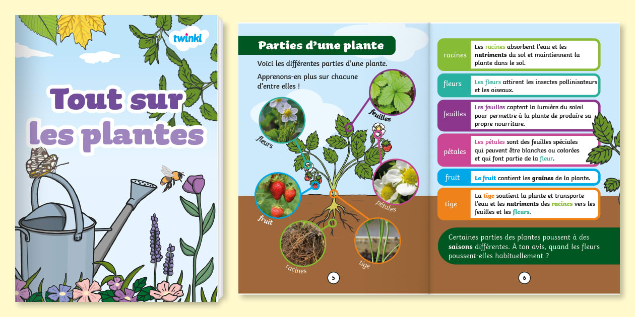 Ebook - Tout sur les plantes - pour cycles 1 et 2 - Twinkl