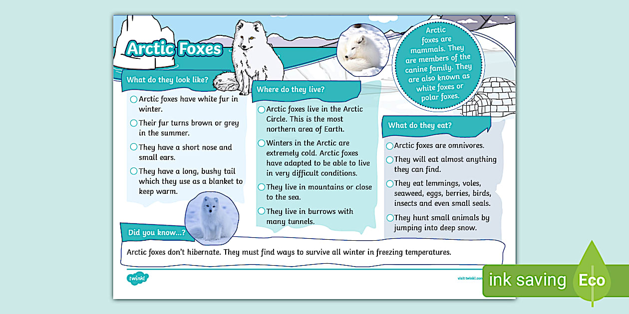 Arctic Fox Fact File - KS1 - Polar Regions - Animals