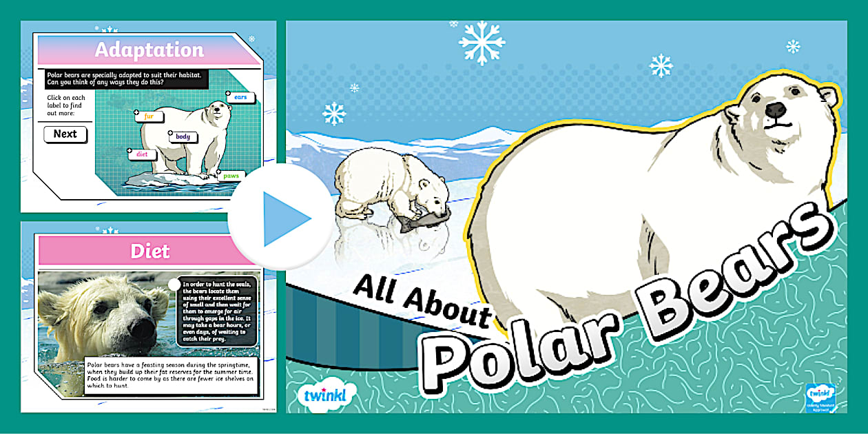 KS2 Polar Bear Information PowerPoint - Twinkl