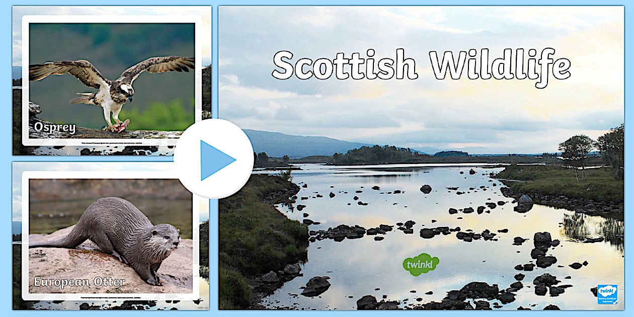 Scottish Wildlife Photos PowerPoint - Twinkl - CfE - Twinkl