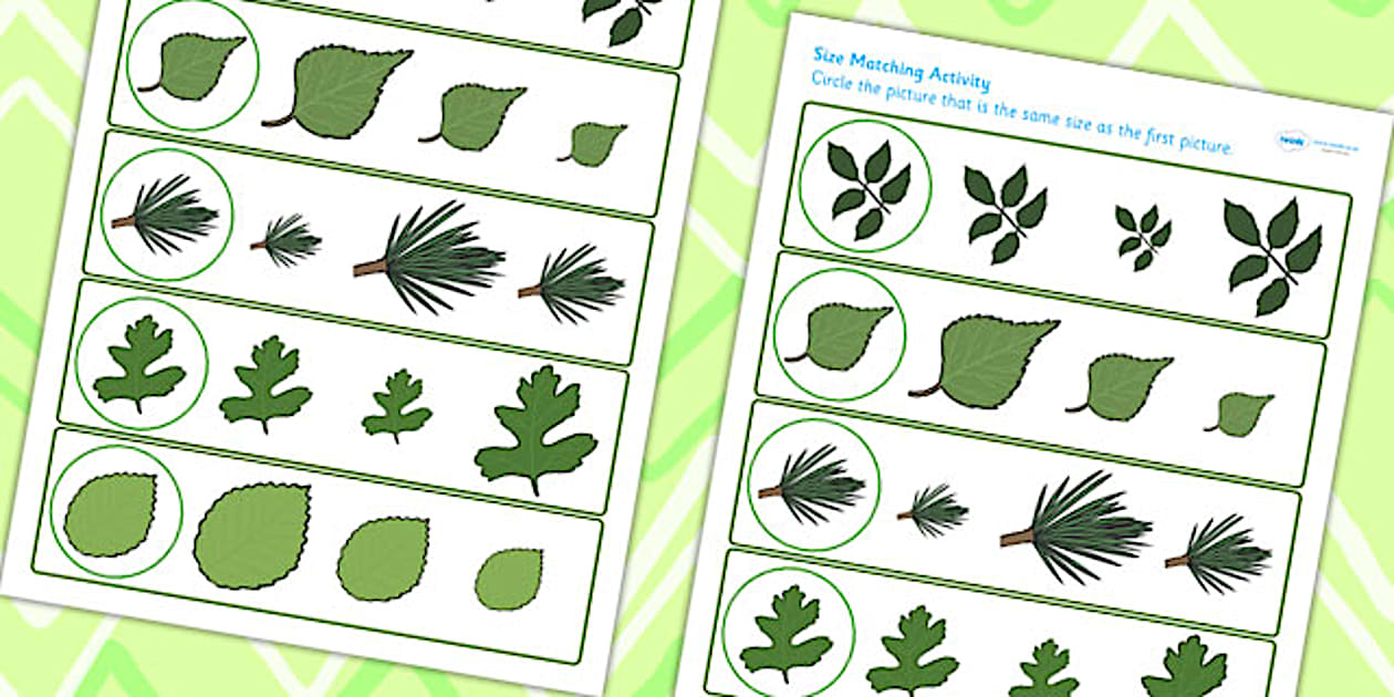 Leaf Size Matching Worksheet (teacher made) - Twinkl