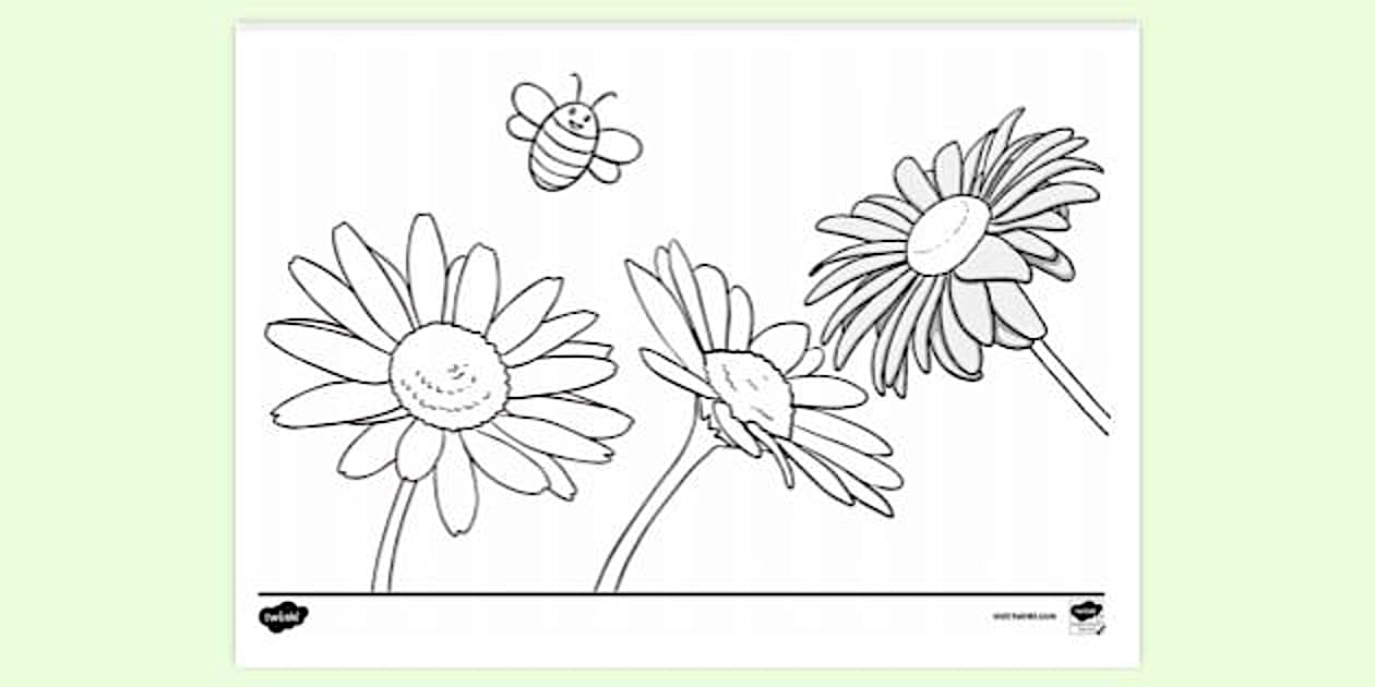 Daisy Flower Garden Colouring | Colouring Sheets - Twinkl