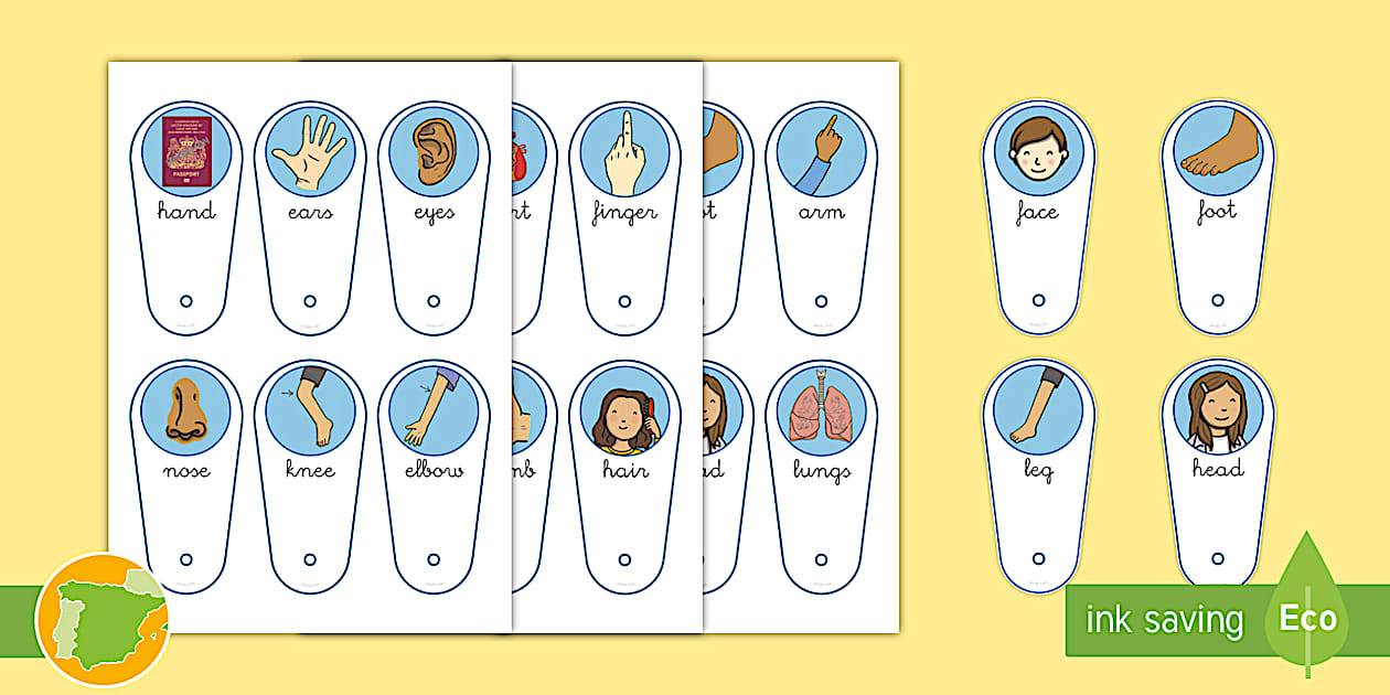 Parts of the Body: Vocabulary Fan - Twinkl